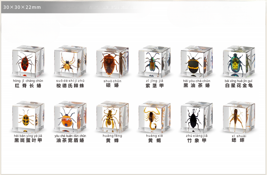 Insect Specimen Cube – DOTSSS